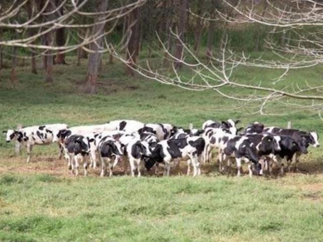 Fazenda 314 Hectares com Estrutura para Pecuária de Leite e Corte em Cunha/SP