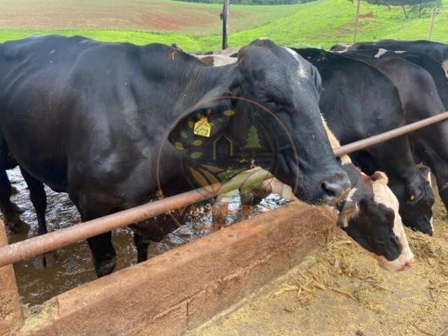 Fazenda para venda em Centro, Lavras
