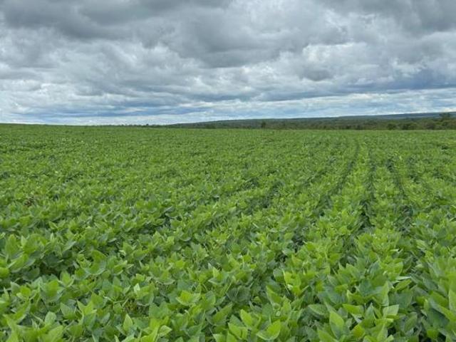 Fazenda 3.831 ha em João Pinheiro/MG