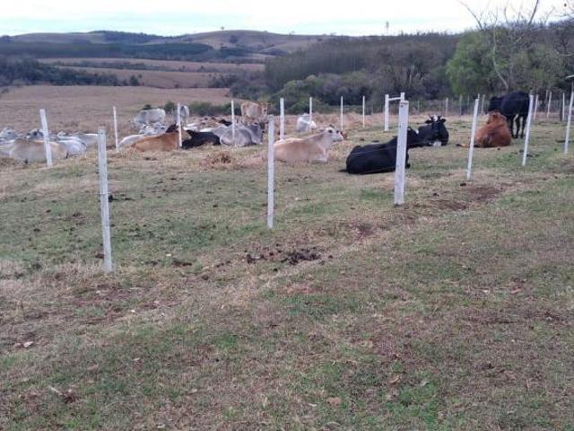 Fazenda 47 Alqueires 90% de Aproveitamento Terra Mista de Cultura Formada em Pasto 03 nascentes