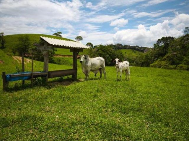 FAZENDA 48 ALQ / 40 ALQ PASTOS R$. 6.000.00 MILHÕES DE REAIS É PORTEIRA FECHADA