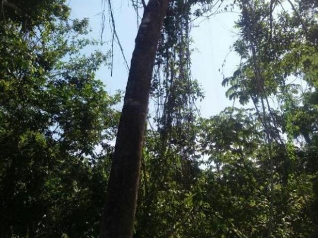 Fazenda