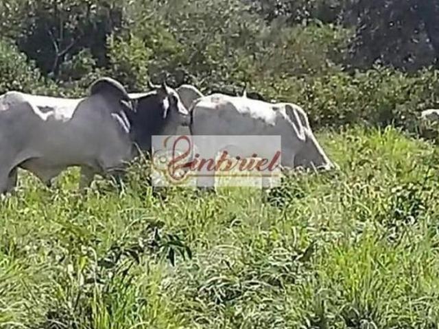 Fazenda