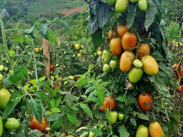 Fazenda