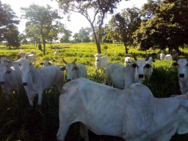 Fazenda