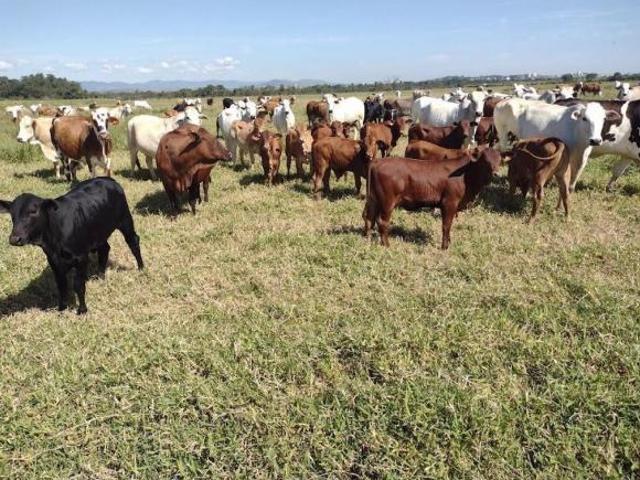 Fazenda