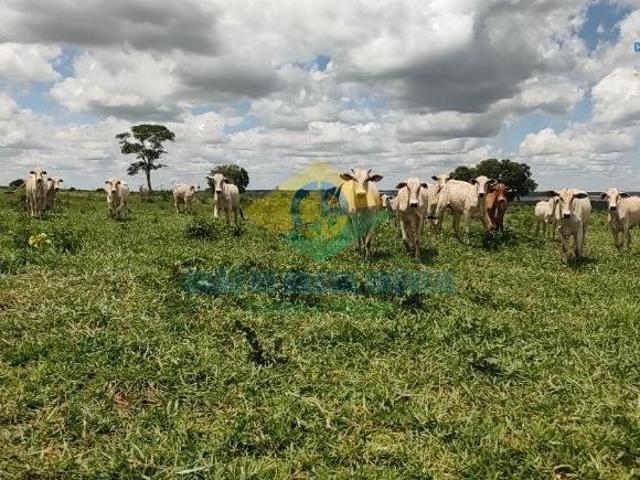 Fazenda