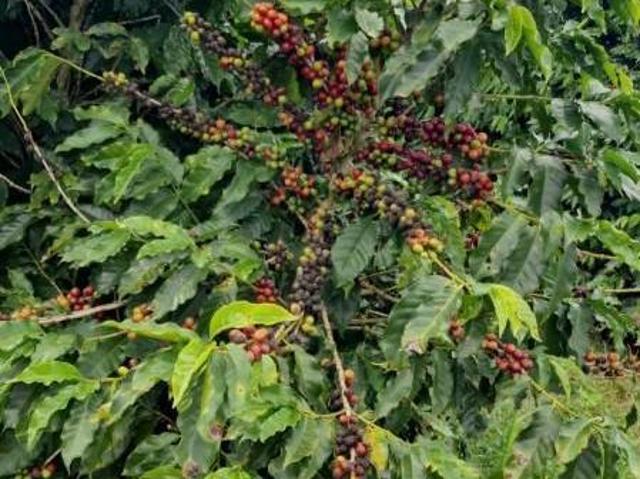 Fazenda