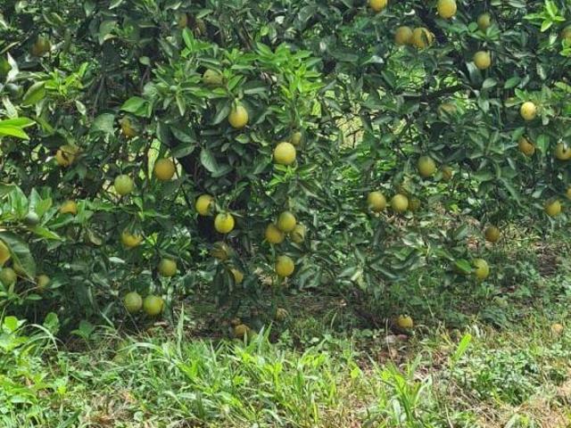 Fazenda