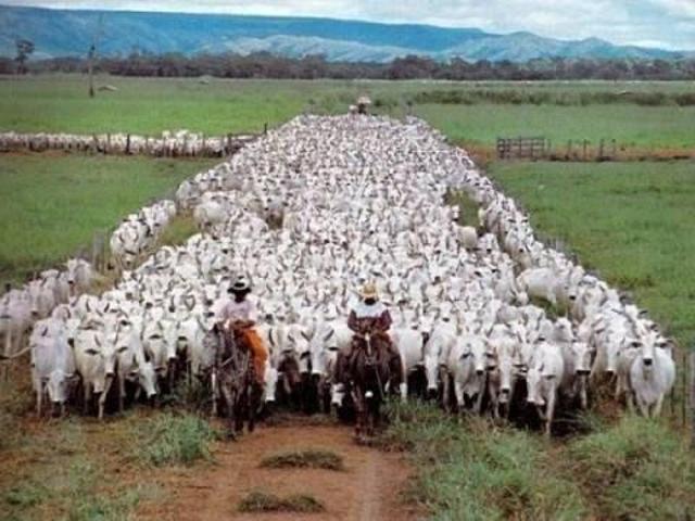 Fazenda