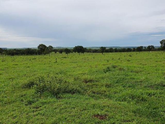FAZENDA 516 HECTARES PECUARIA EM INOCÊNCIA MS