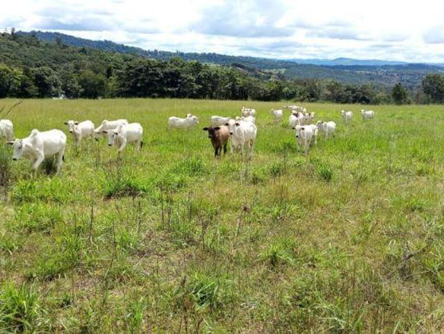 Fazenda