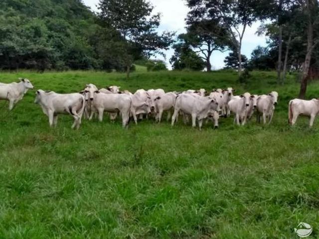 Fazenda