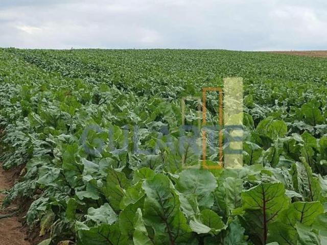 Fazenda