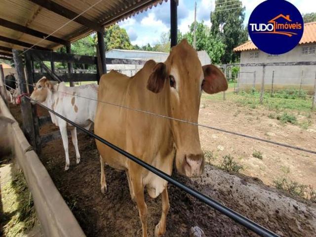 FAZENDA 60 HECTÁREAS, PASTO PARA ATÉ 400 VACAS, PASTO CURRAL, MUITA INFRAESTRUTURA, ÁGUA EM ABUNDÂNC