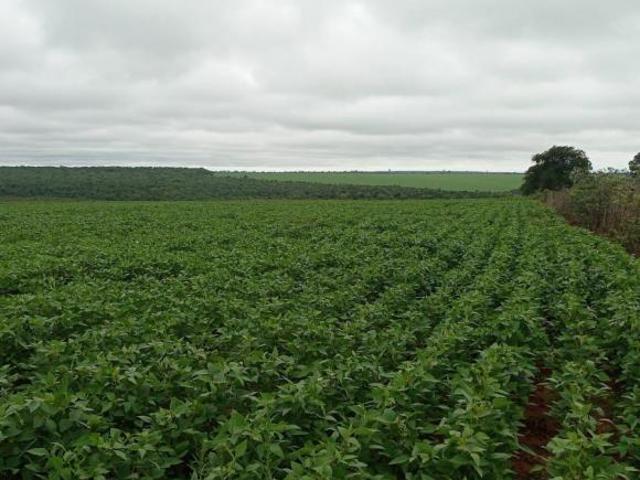 Fazenda 620 ha a venda – graos e pecuaria.