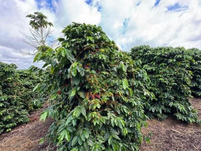 Fazenda