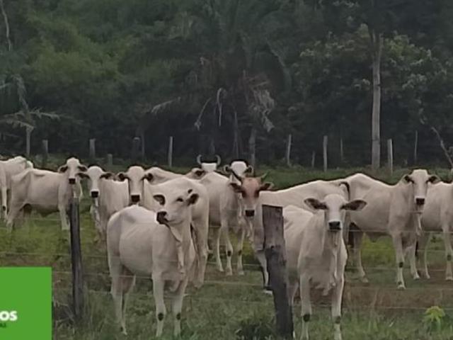 Fazenda
