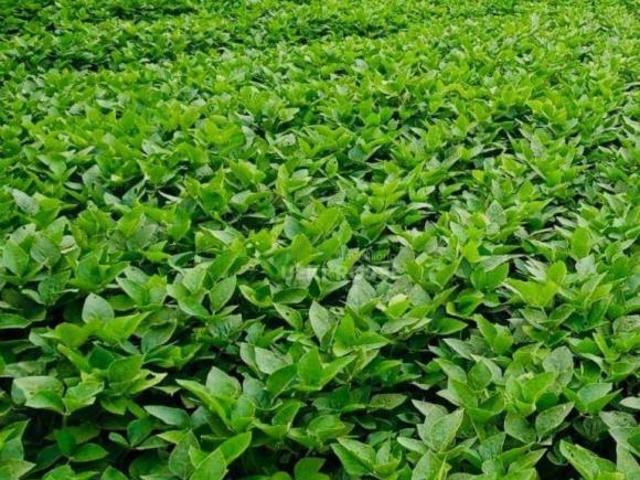 Fazenda