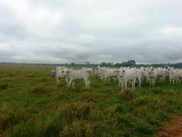 Fazenda