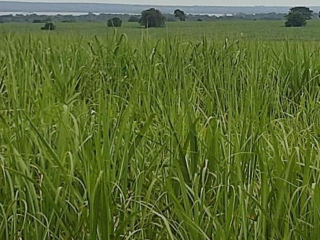 Fazenda