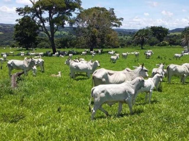 Fazenda
