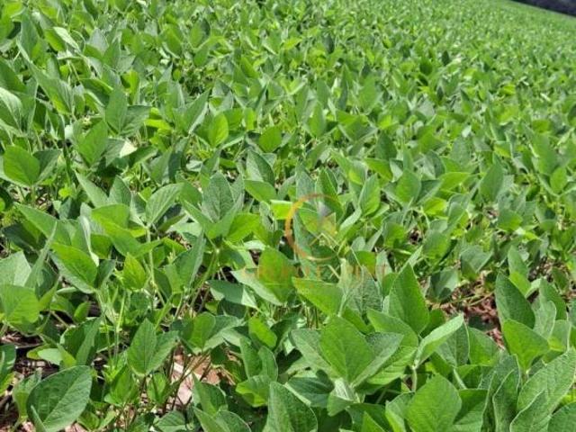 Fazenda 7.200 HA à venda a 15 km de Querência no Mato Grosso!