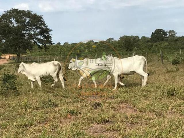 Fazenda