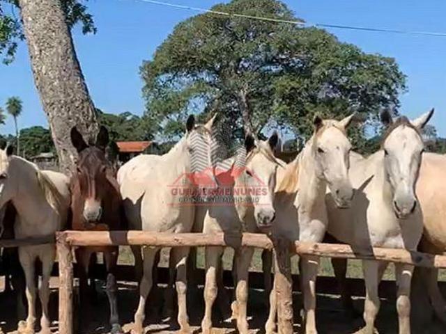 Fazenda 86 mil ha em Poconé MT | Pecuária de Larga Escala