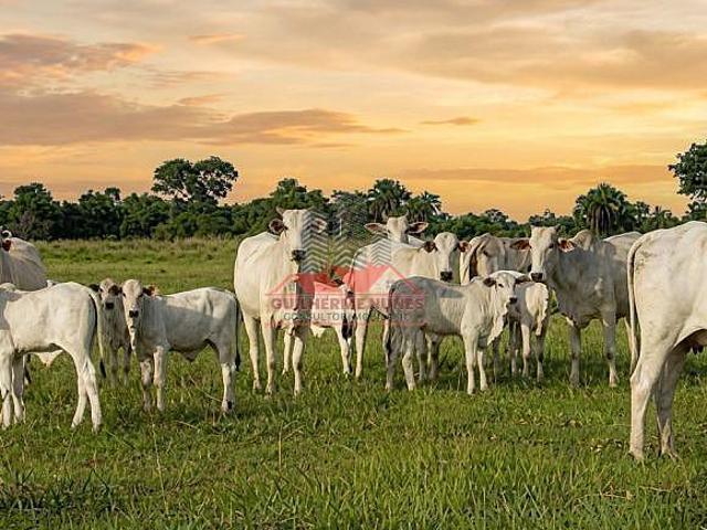 Fazenda 88 Mil ha Pantanal: R$ 200 Milhões à Vista ou Arroba