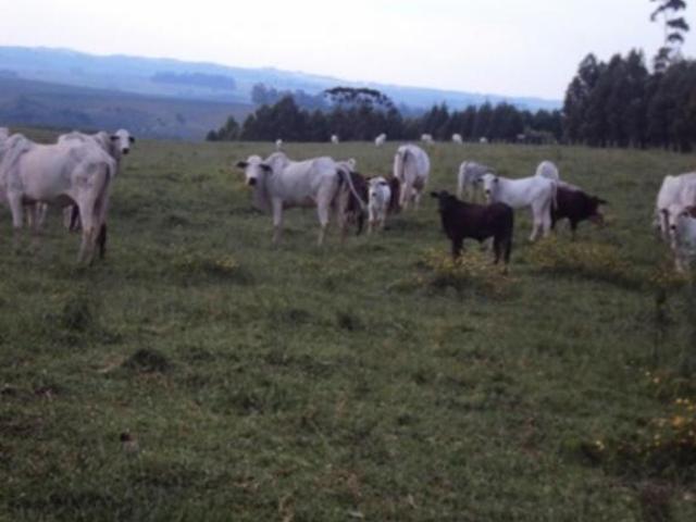 Fazenda