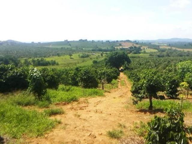Fazenda para venda em Centro, Nepomuceno