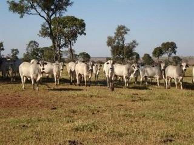 Fazenda