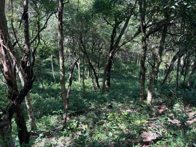 Fazenda