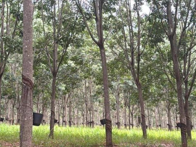 Fazenda