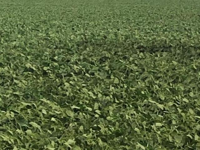 Fazenda