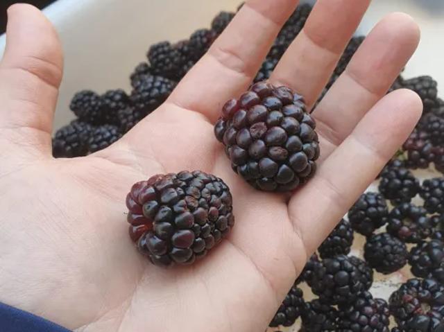 Fazenda/Sítio com 3 Quartos e 2 banheiros à Venda por R$ 360.000