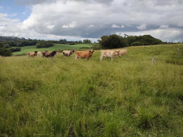 Fazenda/Sítio com 4 Quartos e 3 banheiros à Venda, 180 m² por R$ 1.480.000