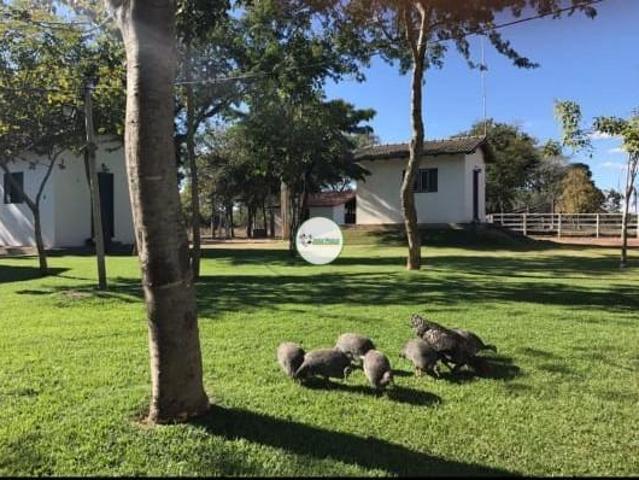 Fazenda/sítio de luxo a venda em Riachinho MG 31 HA Beira do rio São Miguel