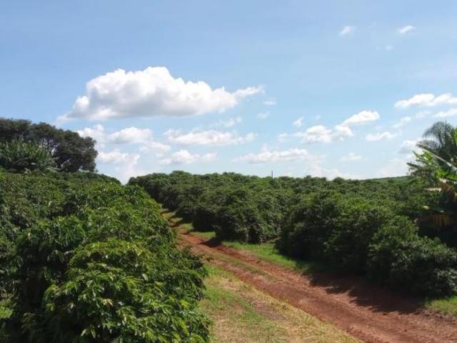 Fazenda de Café e Laranja Região de Campanha MG