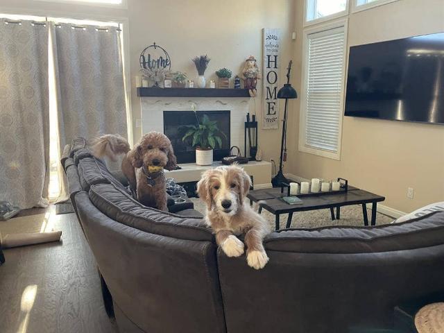 Female roommate wanted
