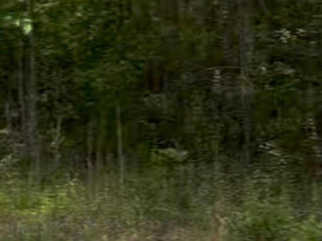 First St, Dudley, GA 31022