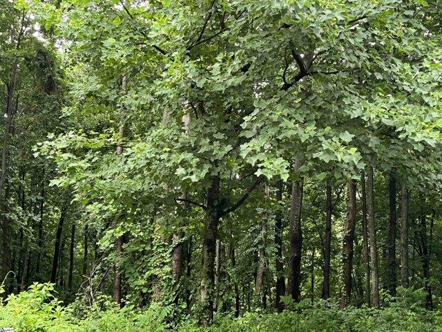 Foggy Cut Ln, Landrum, Plot For Sale