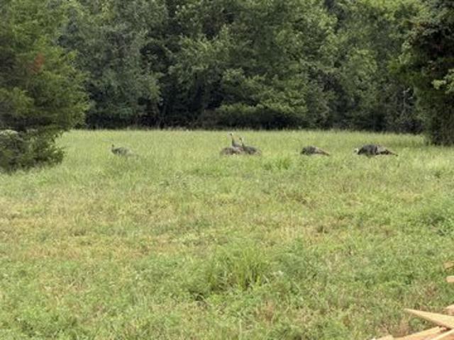 Fortune Teller Rd, Granby, MO 64844