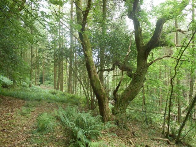 For Sale Land Uplyme Uplyme DLS99277804