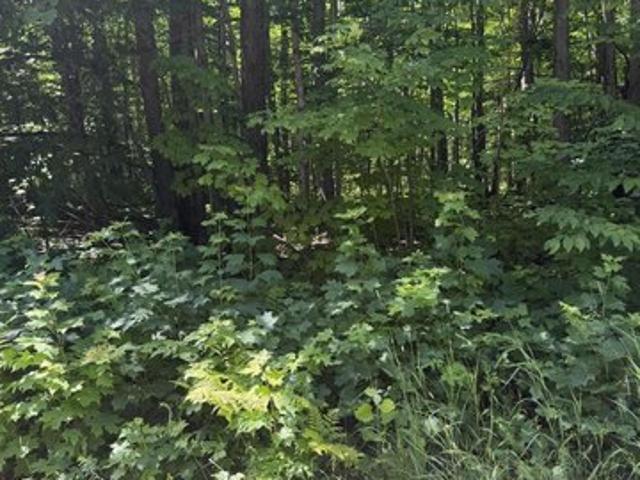 Forest Grove Dr Lot 185, Mancelona, MI 49659