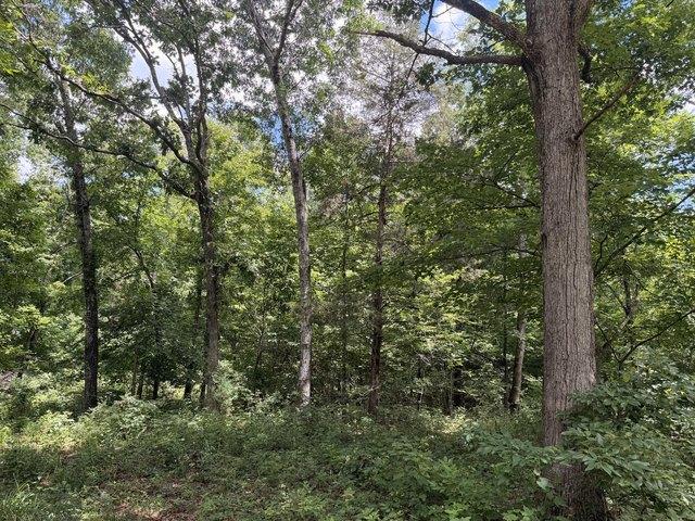Forest Service Rd, Birch Tree, MO 65438