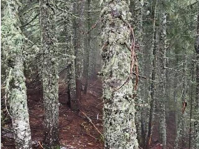 Forest Rod 2820 # 100
