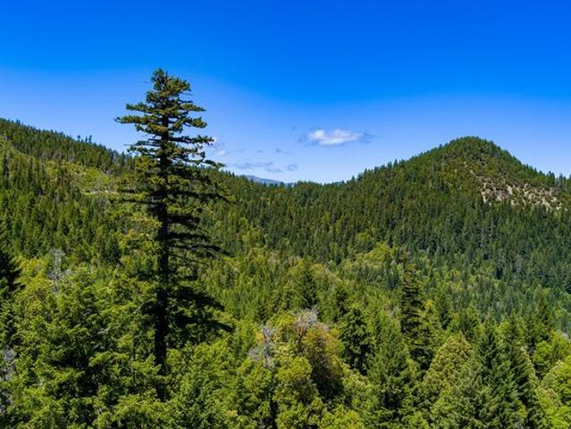 Forest Rte # 4N20, Hyampom, CA 96046