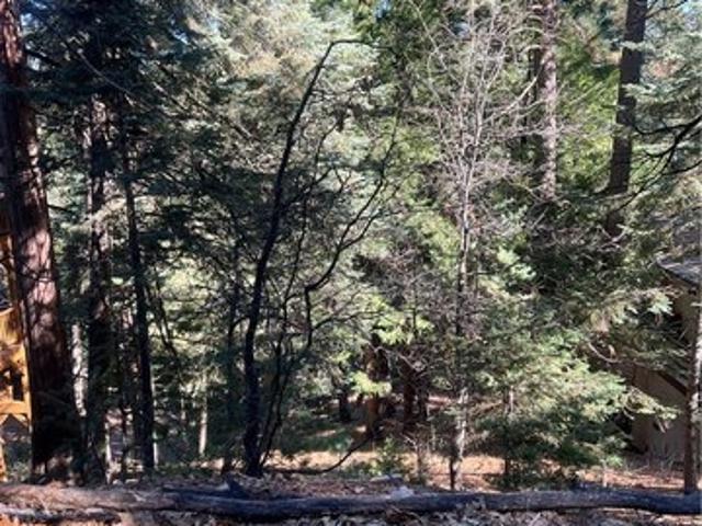 Forest, Twin Peaks, CA 02391
